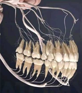 Holistic Biological Dentistry in All Phases – Holistic Biological ...